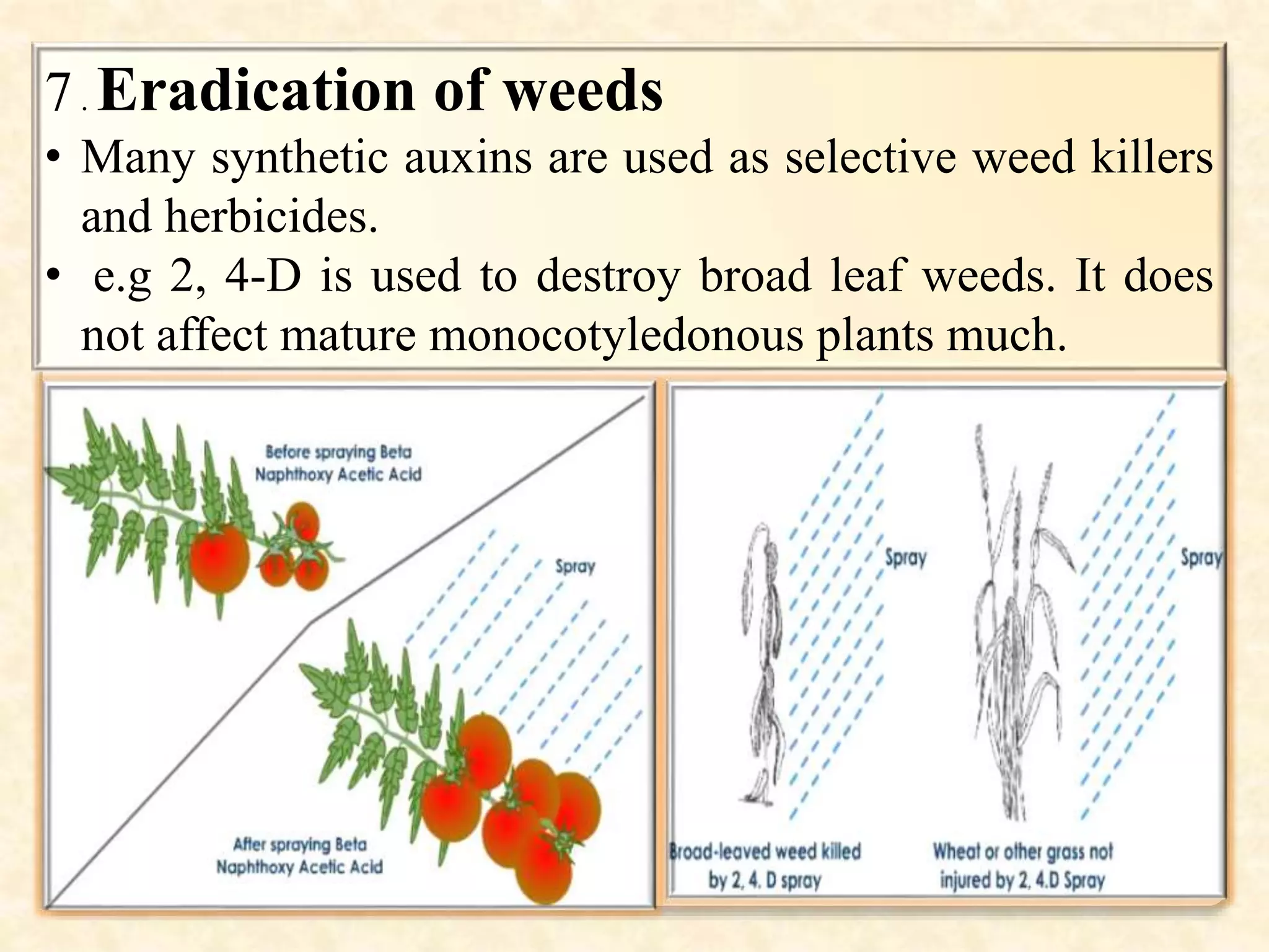 Role of Plant Growth Regulators in Vegetable Crops | PPTX