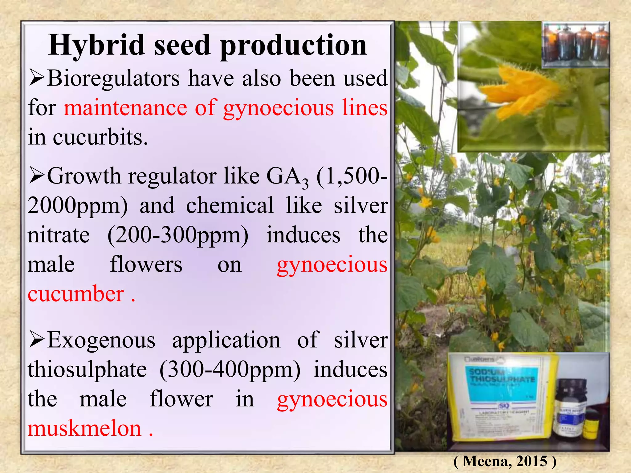 Role of Plant Growth Regulators in Vegetable Crops | PPTX