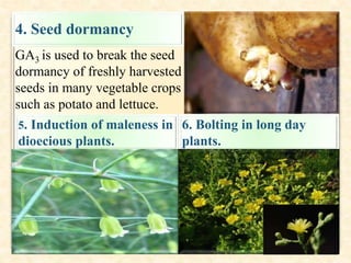 Role of Plant Growth Regulators in Vegetable Crops | PPTX