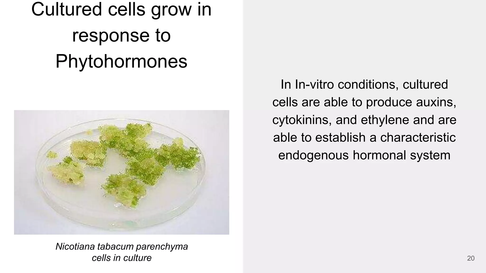 Role of Phytohormones in Tissue Culture | PPTX