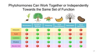 Role of Phytohormones in Tissue Culture | PPTX
