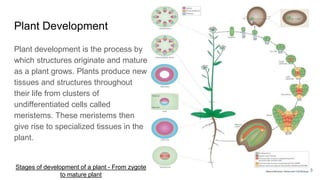 Role of Phytohormones in Tissue Culture | PPTX
