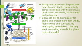 Role of plants in climate responsive building | PPTX