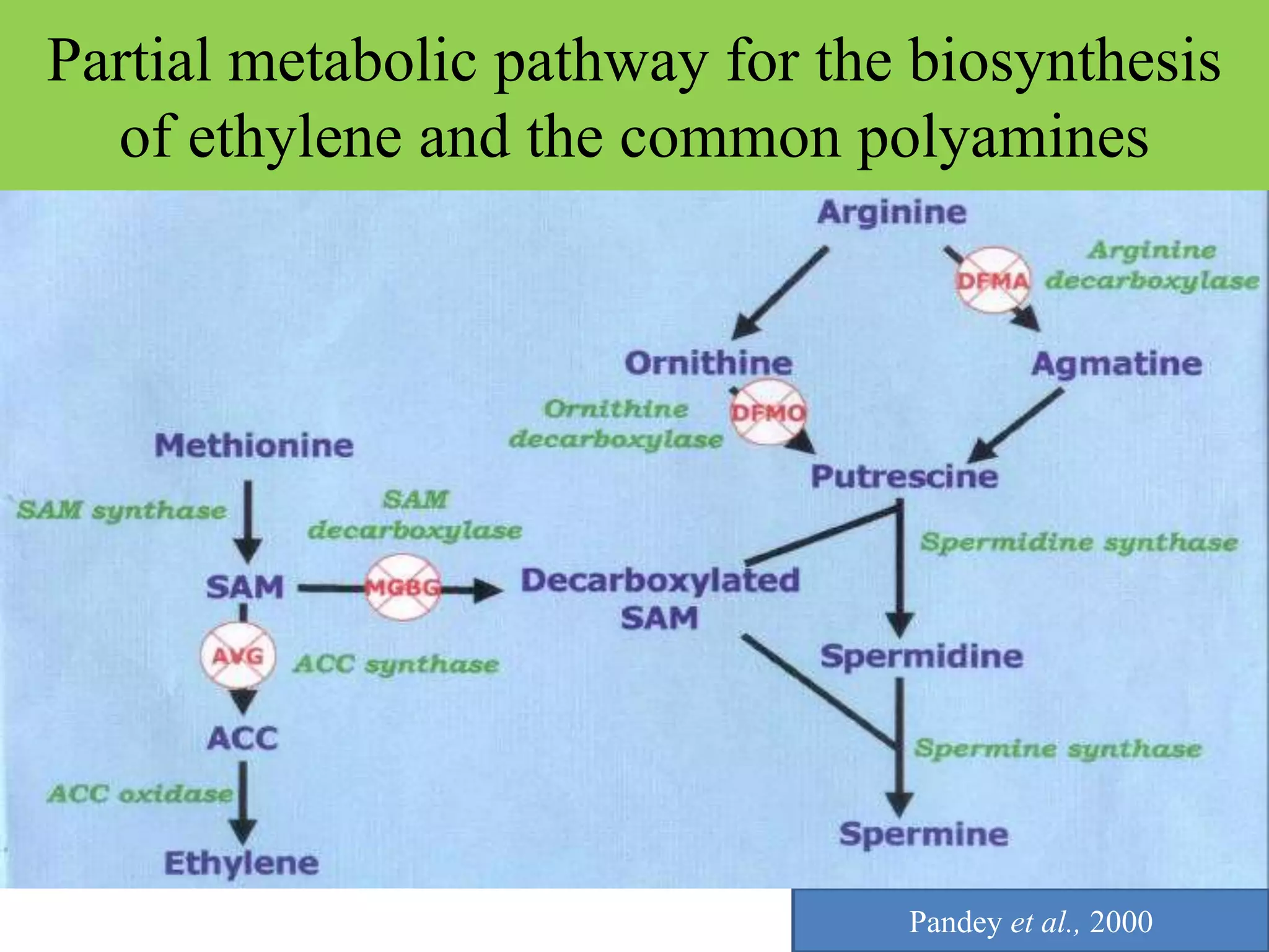 Role of polyamine in post harvest management of fruits | PPTX