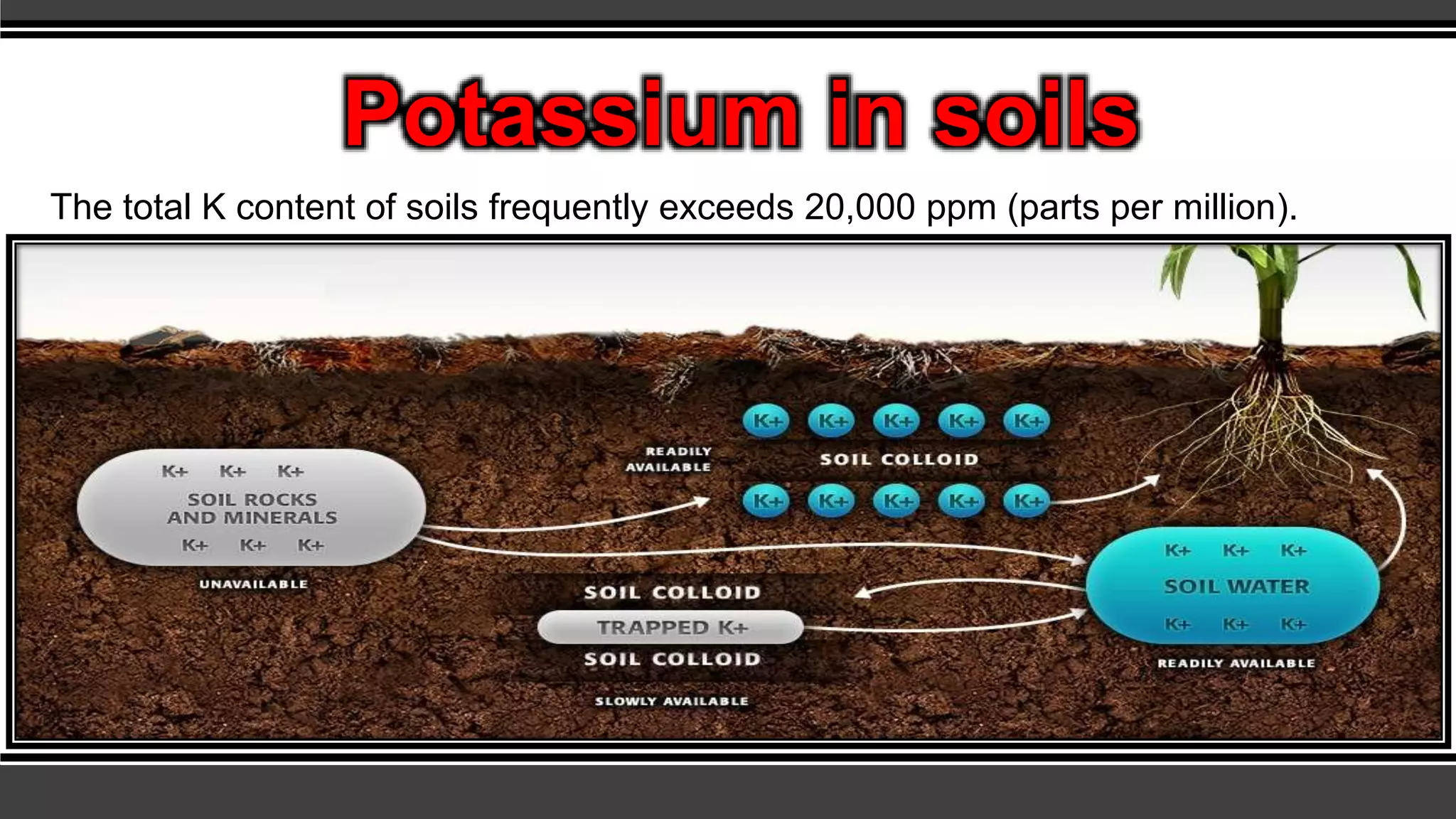 Role of Potassium in Plant Growth | PPSX