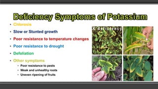 Role of Potassium in Plant Growth | PPSX