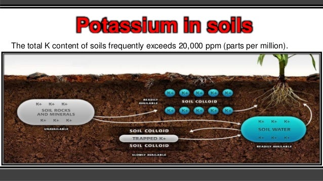 Role of Potassium in Plant Growth