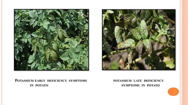Role of potassium in field crops | PPTX