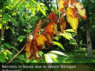 Role of primary nutrients in plants, their deficiency symptoms and ...