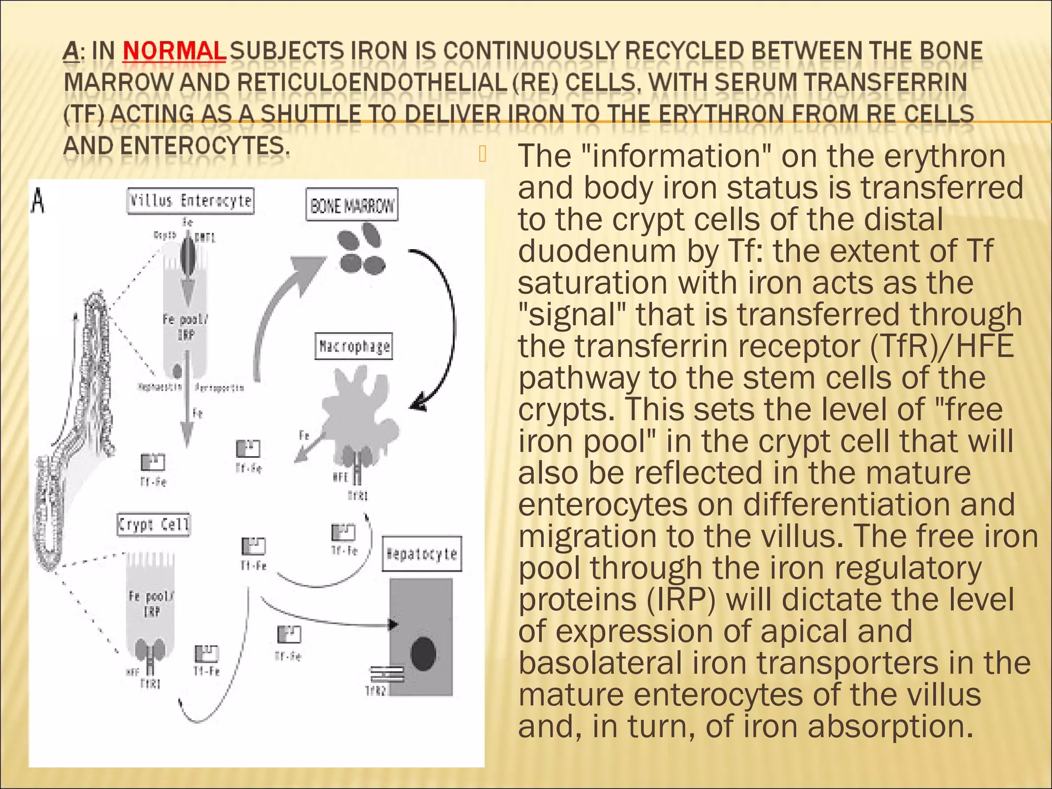 Role of protein in iron metabolism | PPT