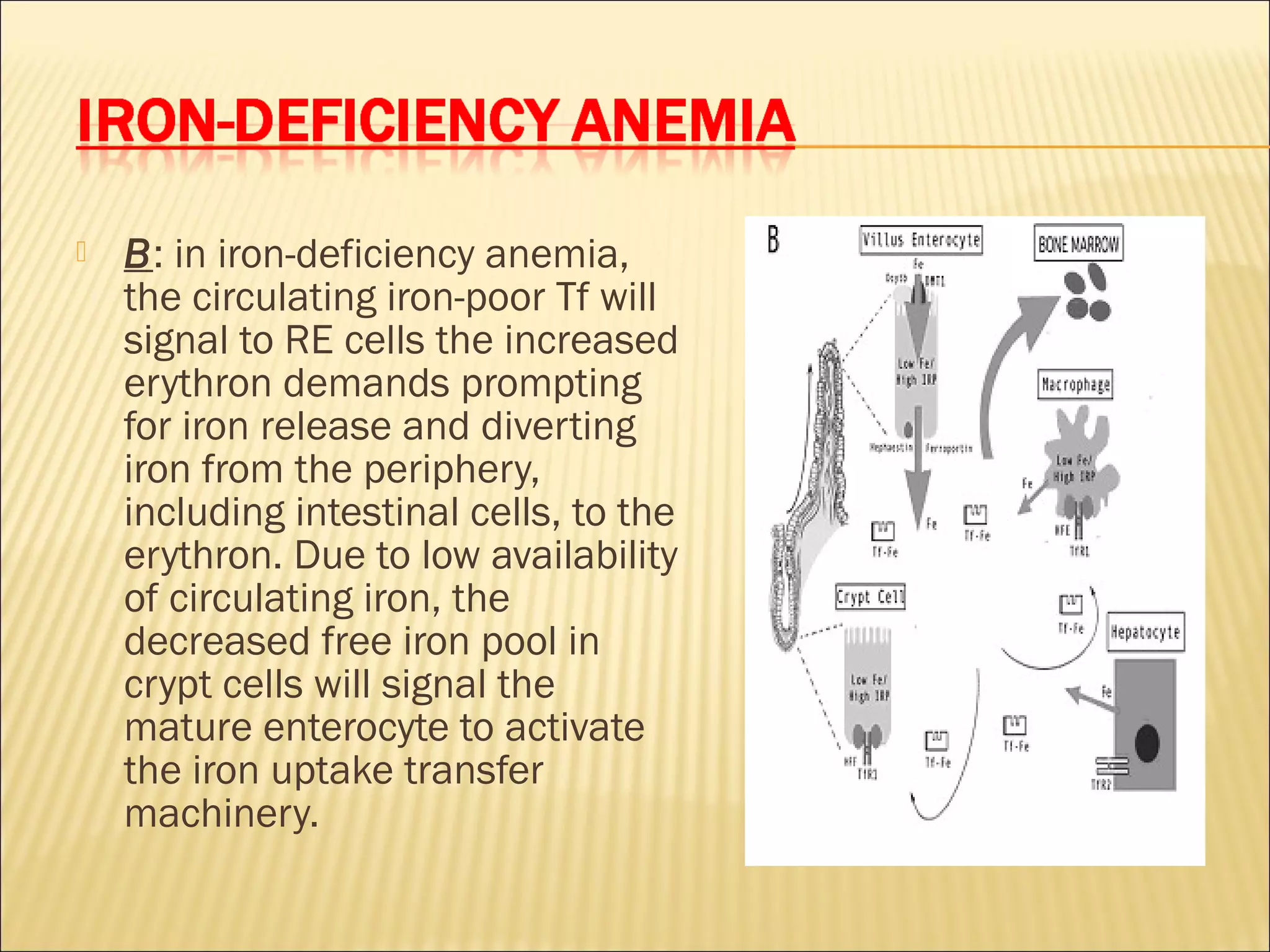 Role of protein in iron metabolism | PPT