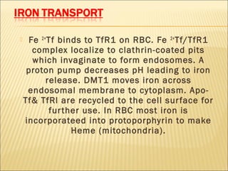 Role of protein in iron metabolism | PPT