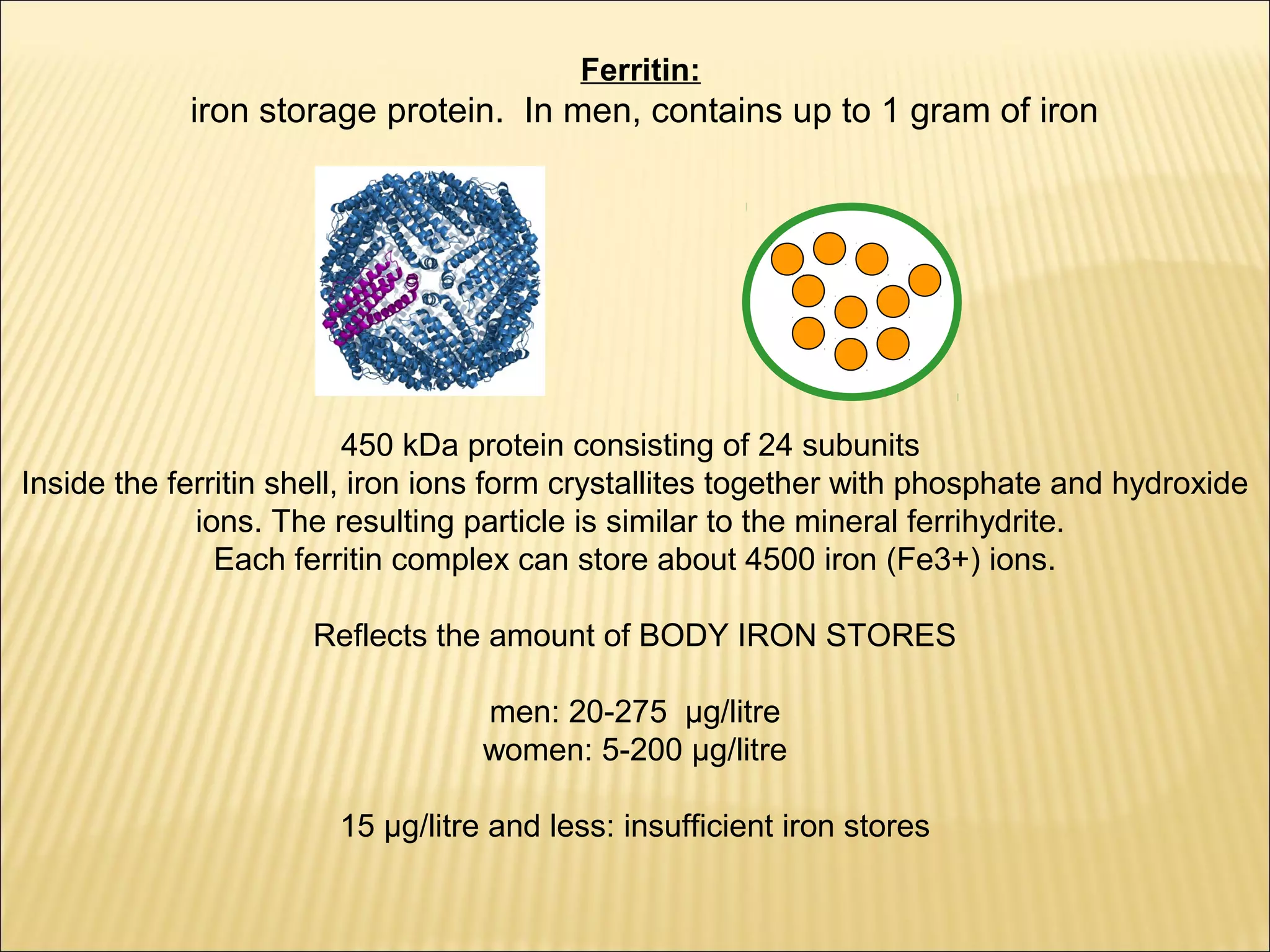 Role of protein in iron metabolism | PPT
