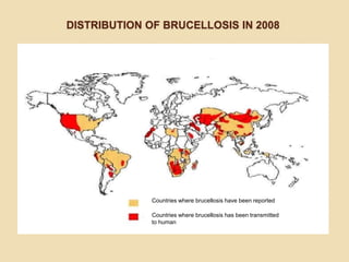 Role of public health in management of brucellosis in iraq | PPTX