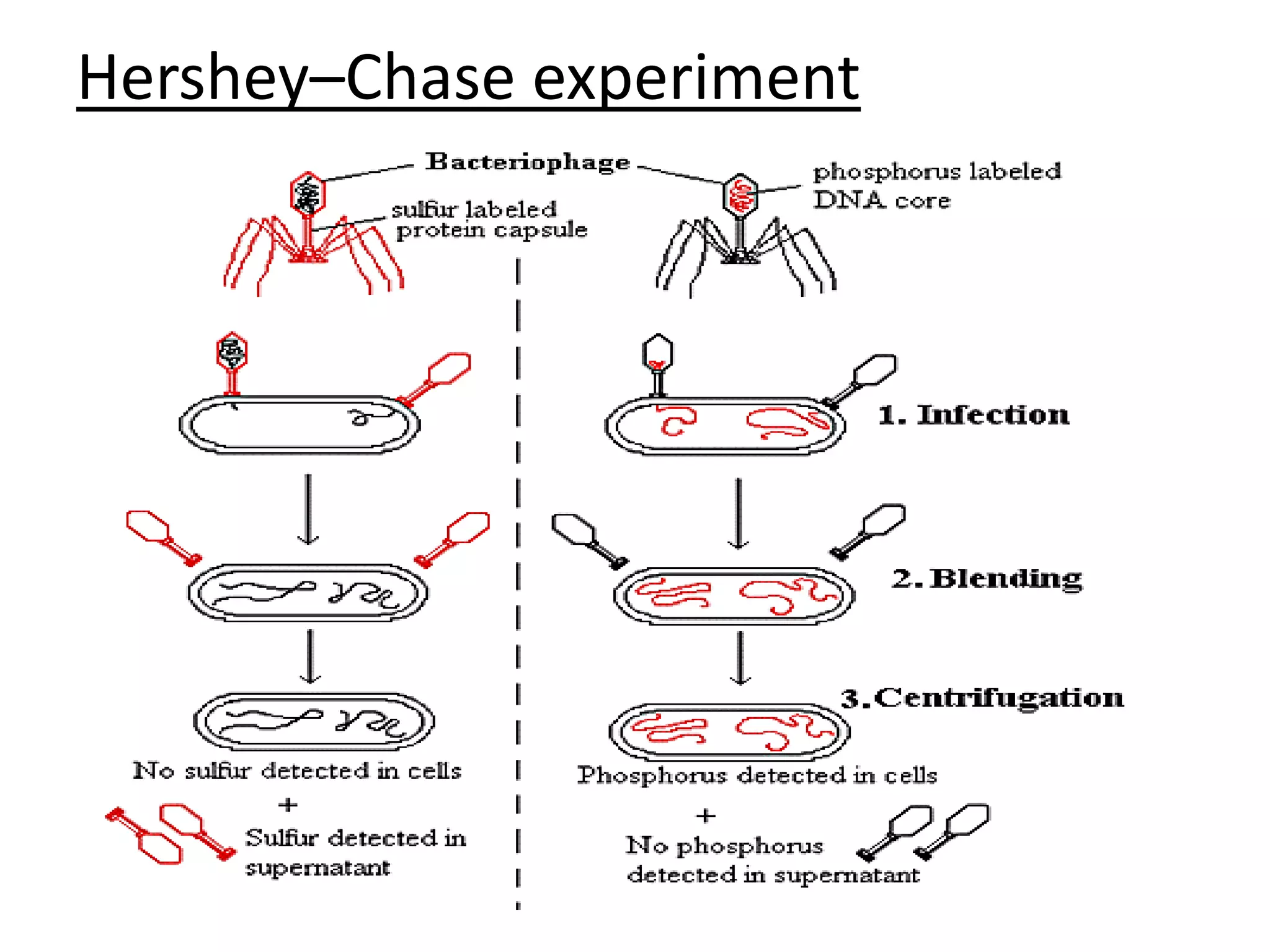 Role of radioactivity in viral assay | PPTX