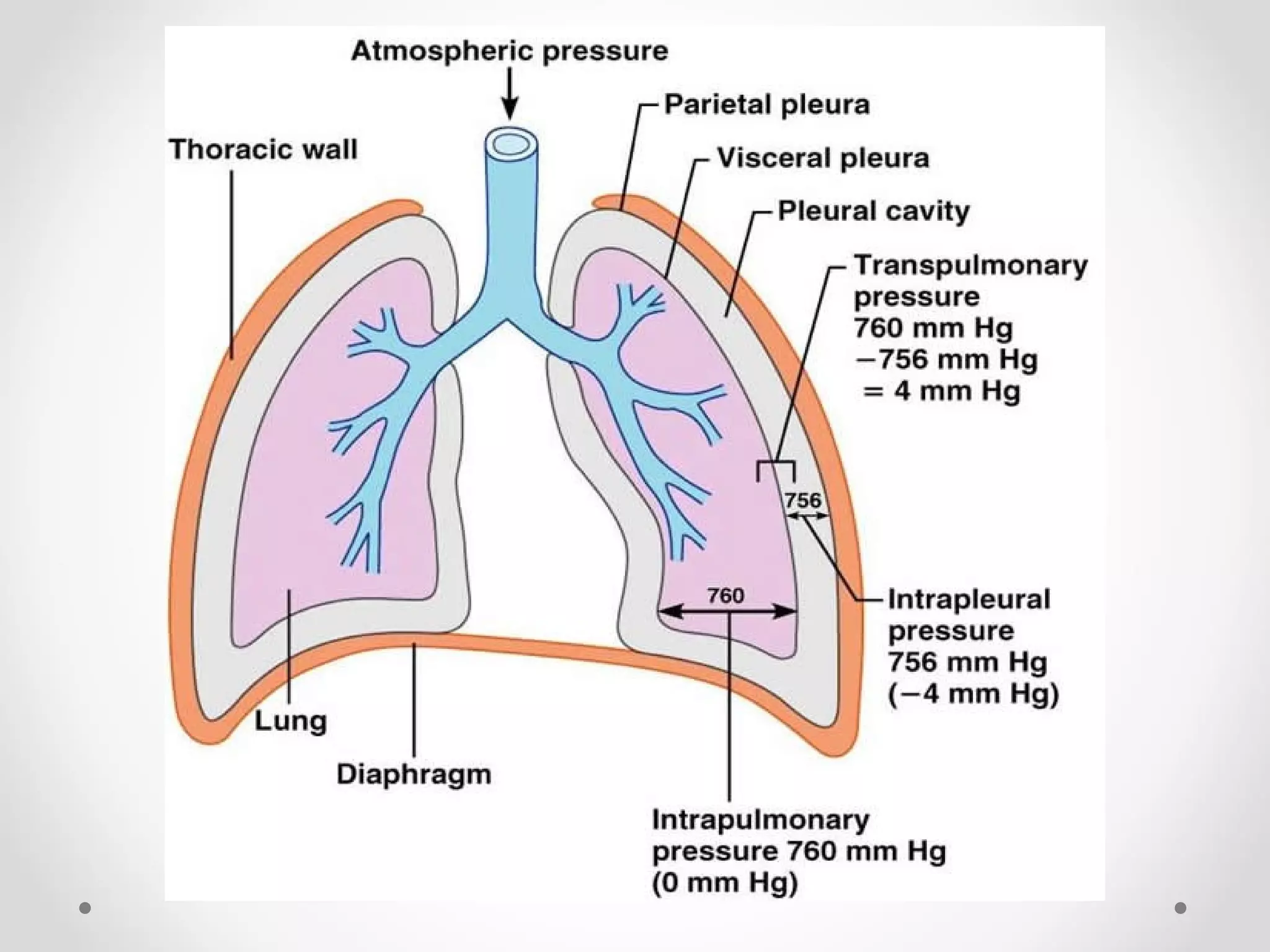 Role of respiratory muscles and various pressures in pulmonary ...