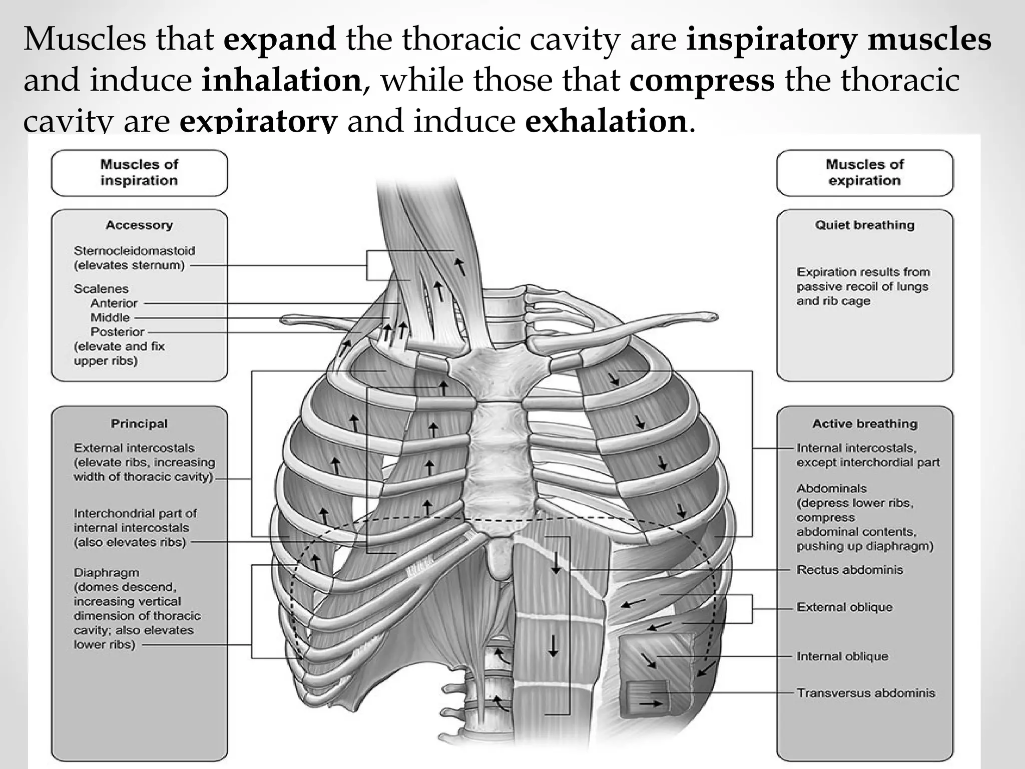 Role of respiratory muscles and various pressures in pulmonary ...