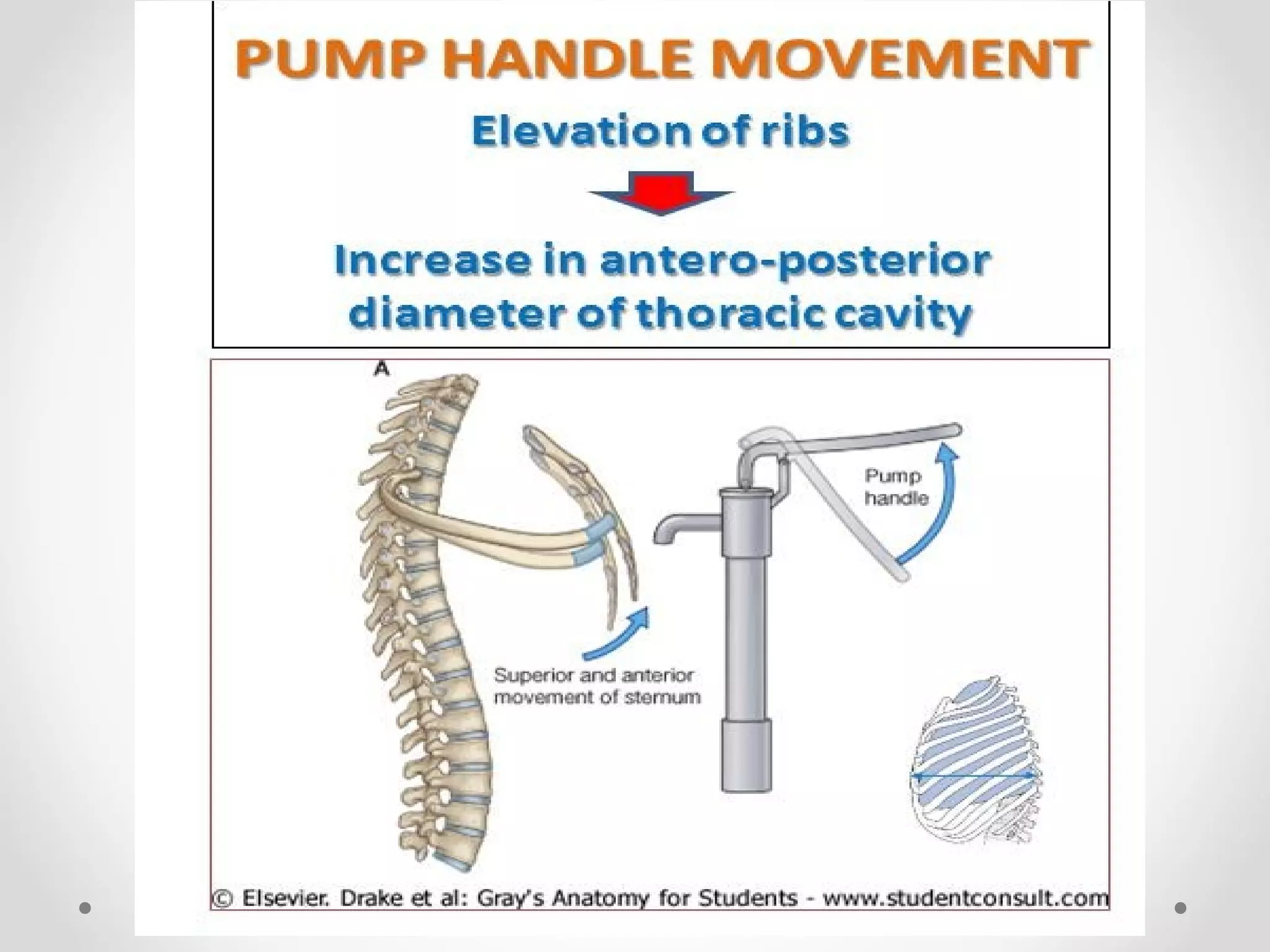 Role of respiratory muscles and various pressures in pulmonary ...