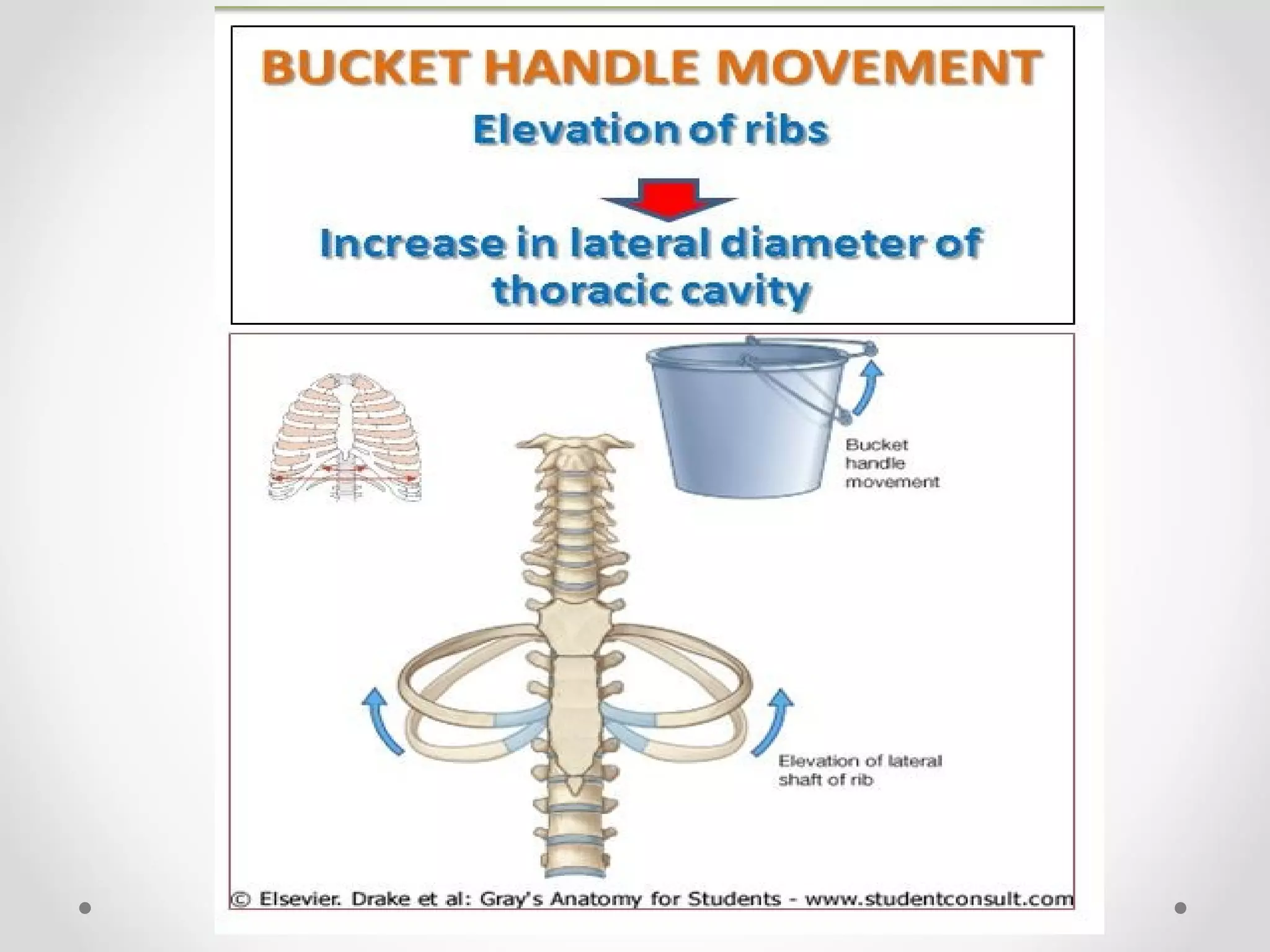Role of respiratory muscles and various pressures in pulmonary ...