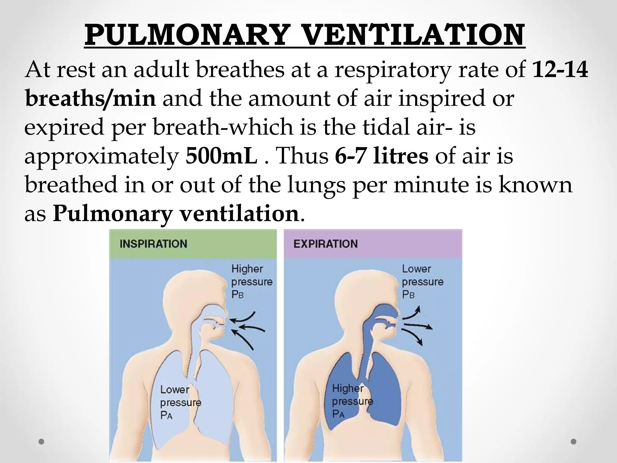 Role of respiratory muscles and various pressures in pulmonary ...