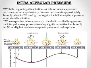 Role of respiratory muscles and various pressures in pulmonary ...