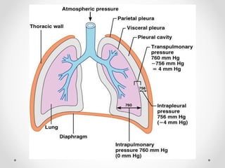 Role of respiratory muscles and various pressures in pulmonary ...