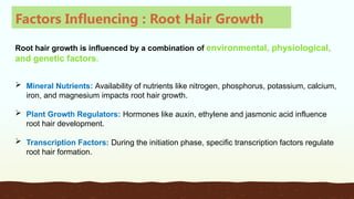 Role of root hairs in absorption of water and nutrients by plants.pptx
