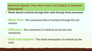 Role of root hairs in absorption of water and nutrients by plants.pptx