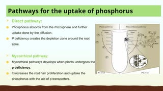 Role of root hairs in absorption of water and nutrients by plants.pptx