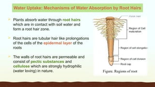 Role of root hairs in absorption of water and nutrients by plants.pptx
