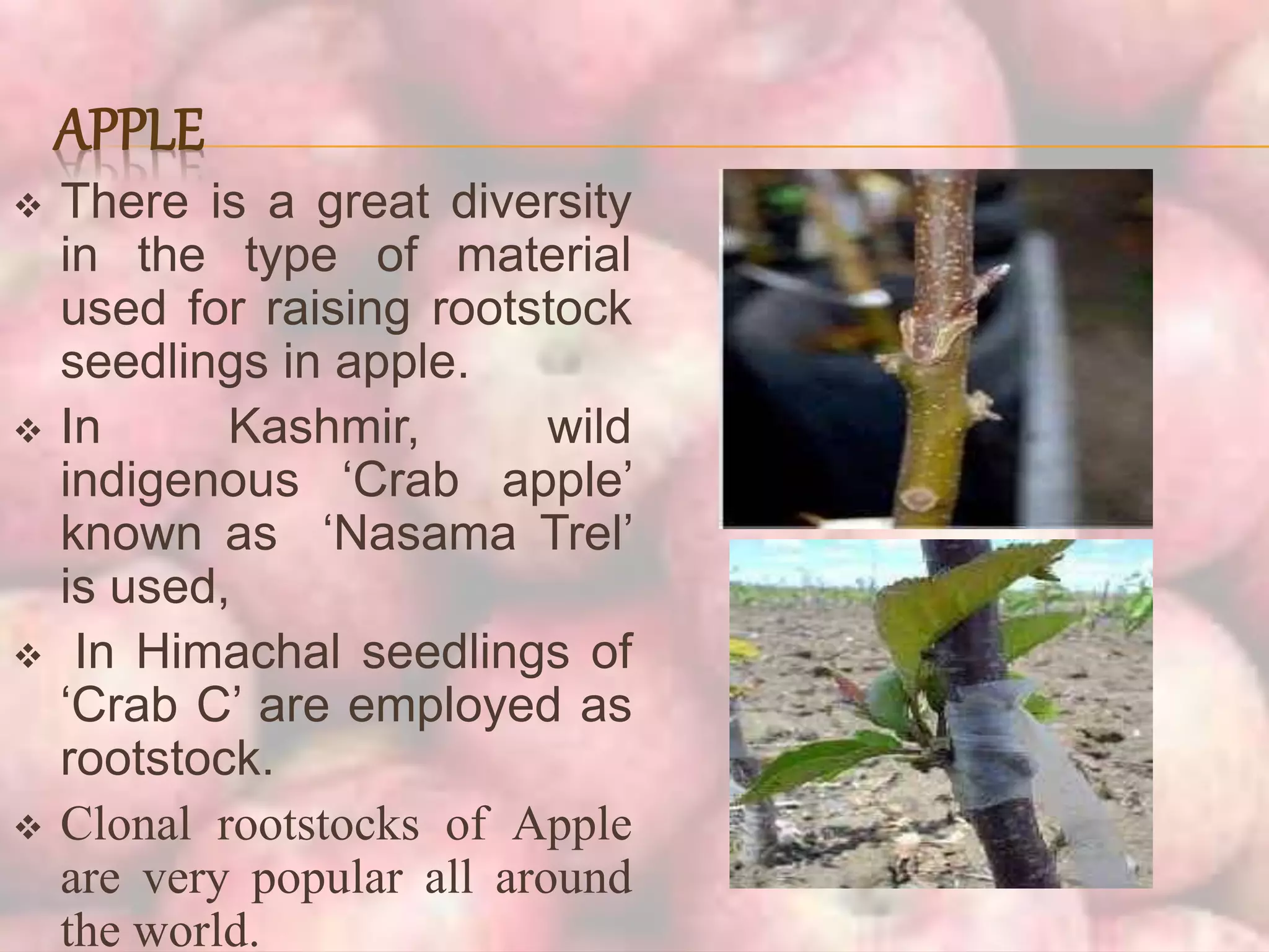 Role of rootstocks in horticultural crops | PPTX