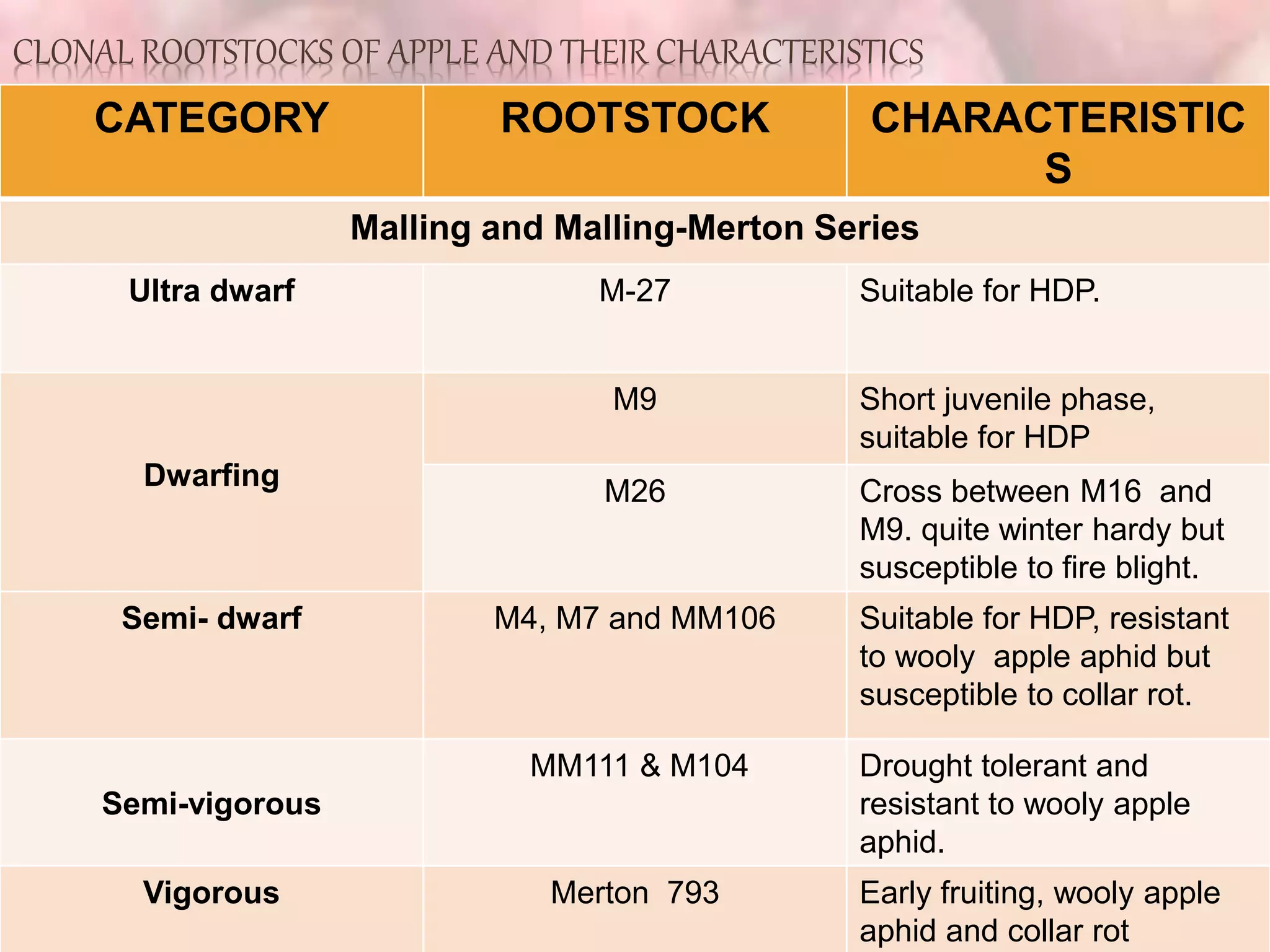 Role of rootstocks in horticultural crops | PPTX