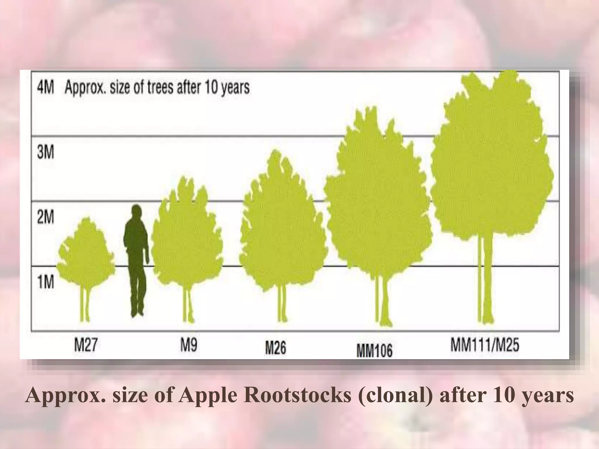 Role of rootstocks in horticultural crops | PPTX