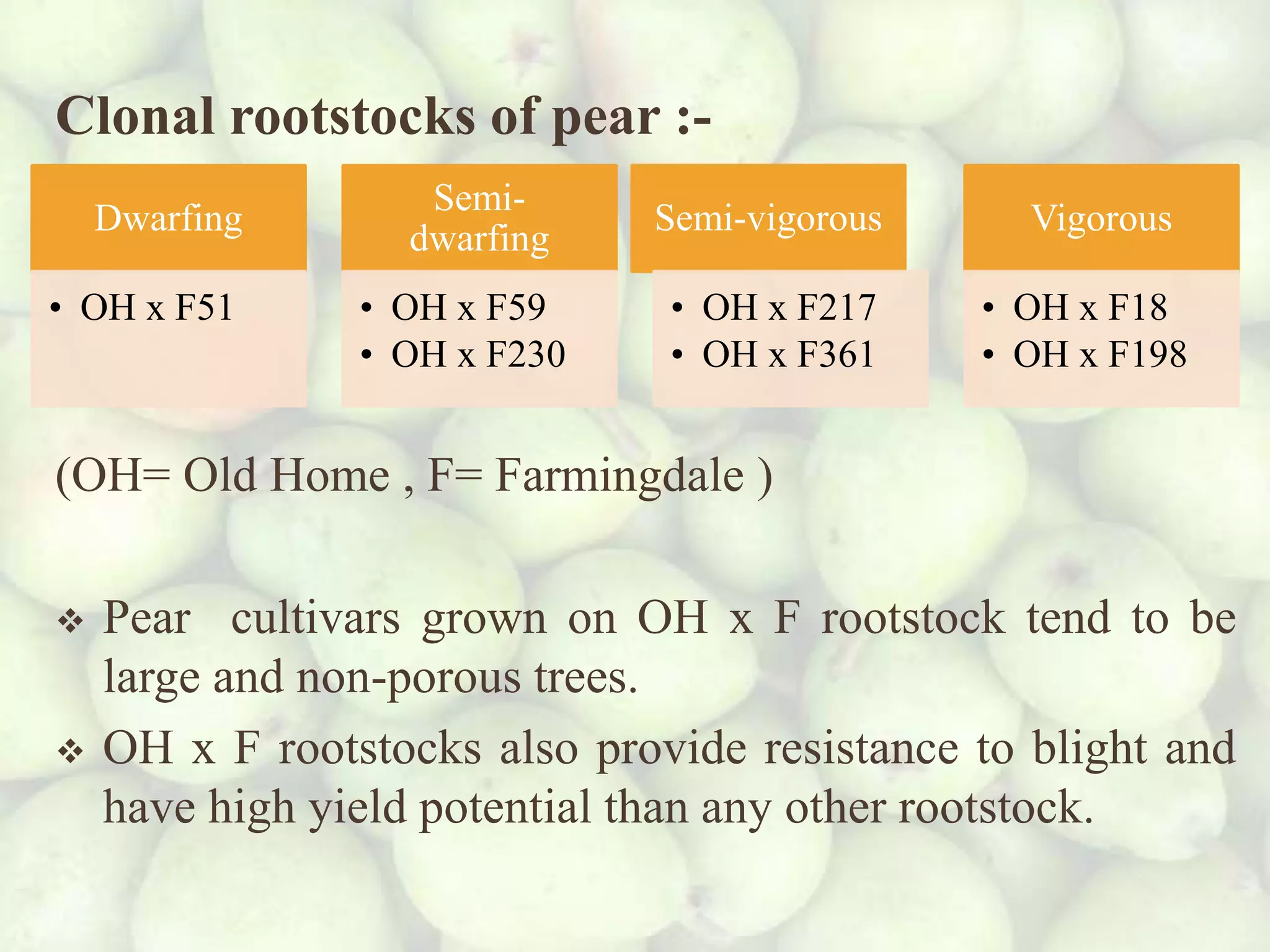 Role of rootstocks in horticultural crops | PPTX