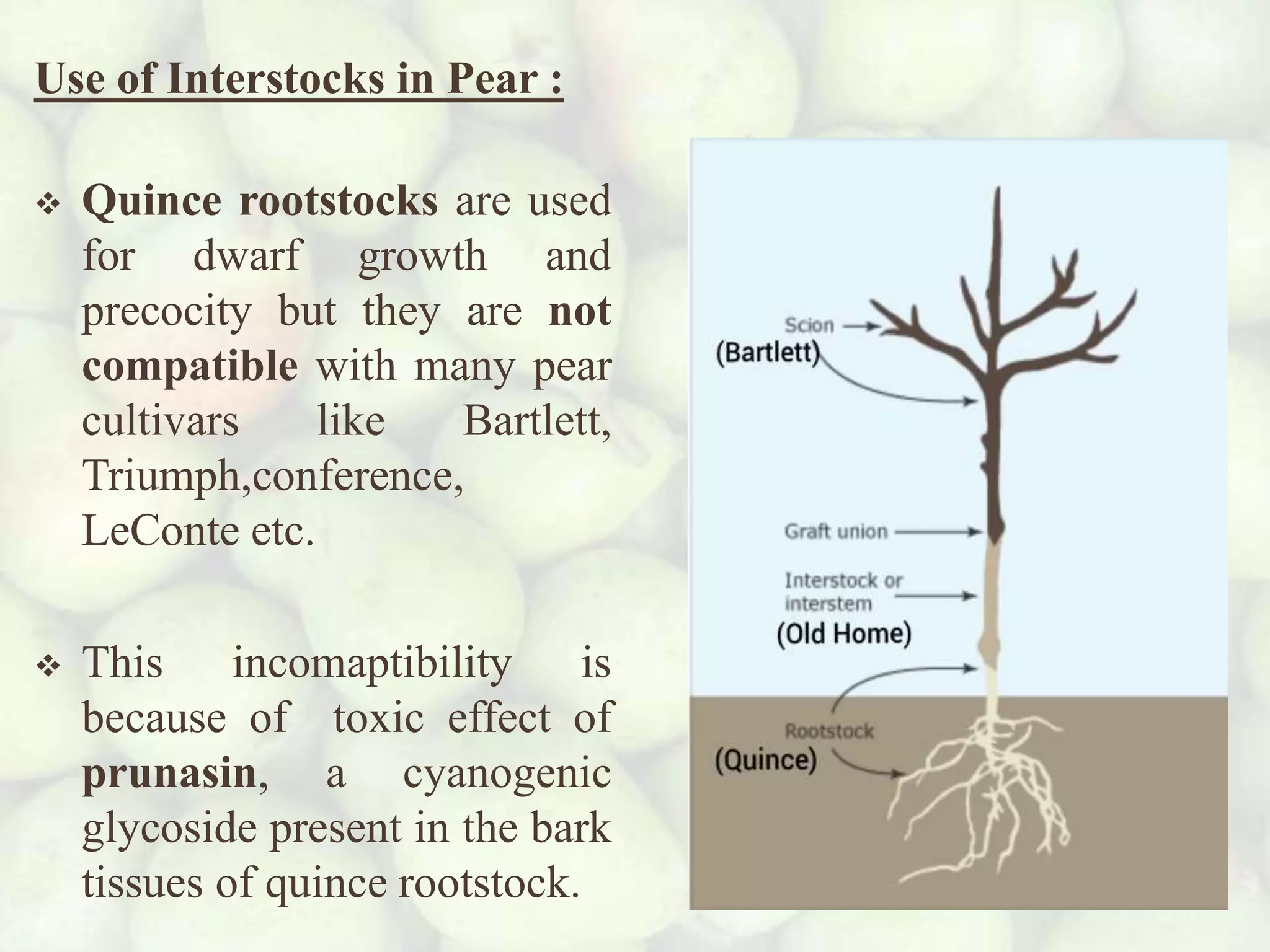 Role of rootstocks in horticultural crops | PPTX
