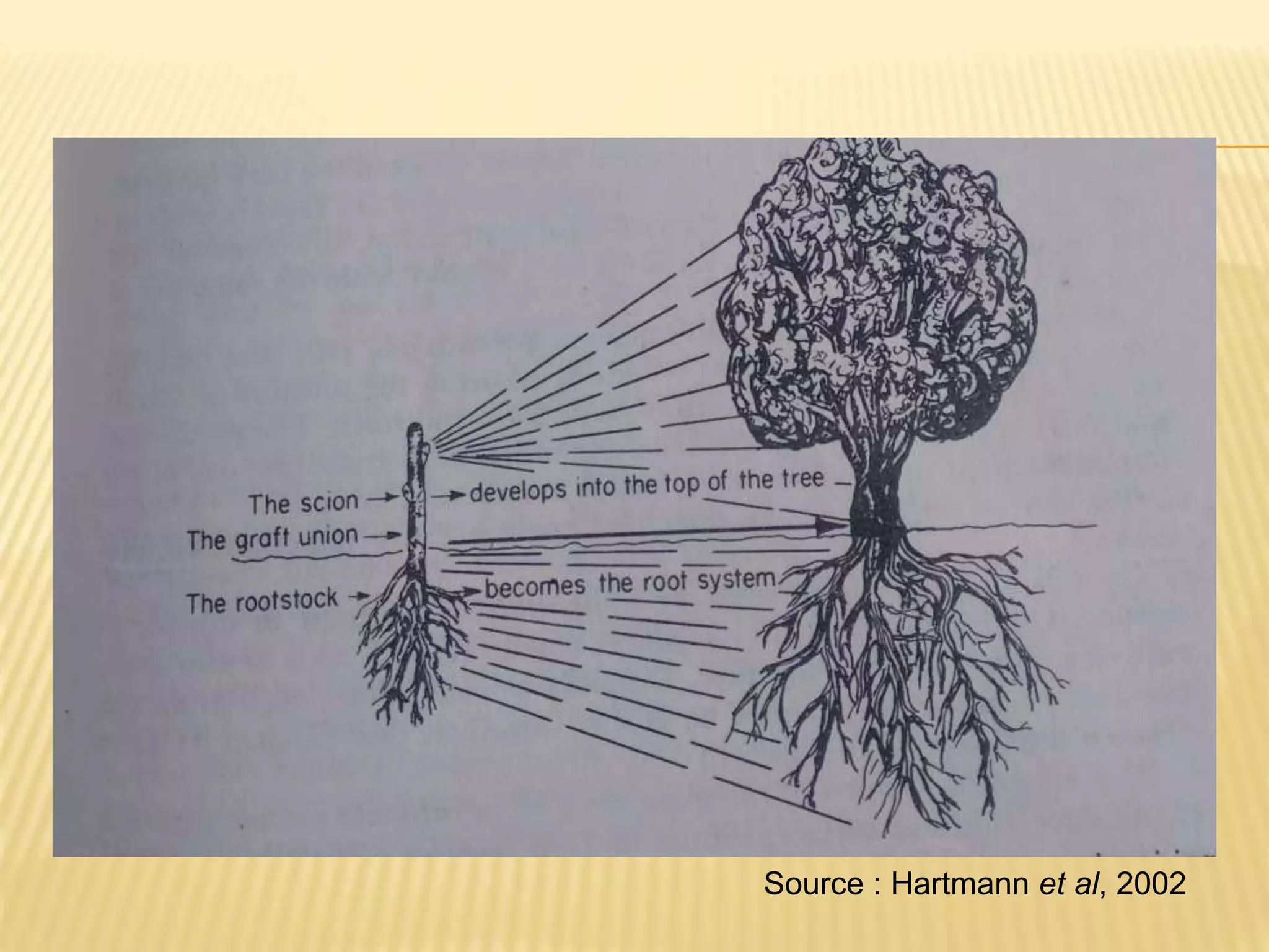 Role of rootstocks in horticultural crops | PPTX