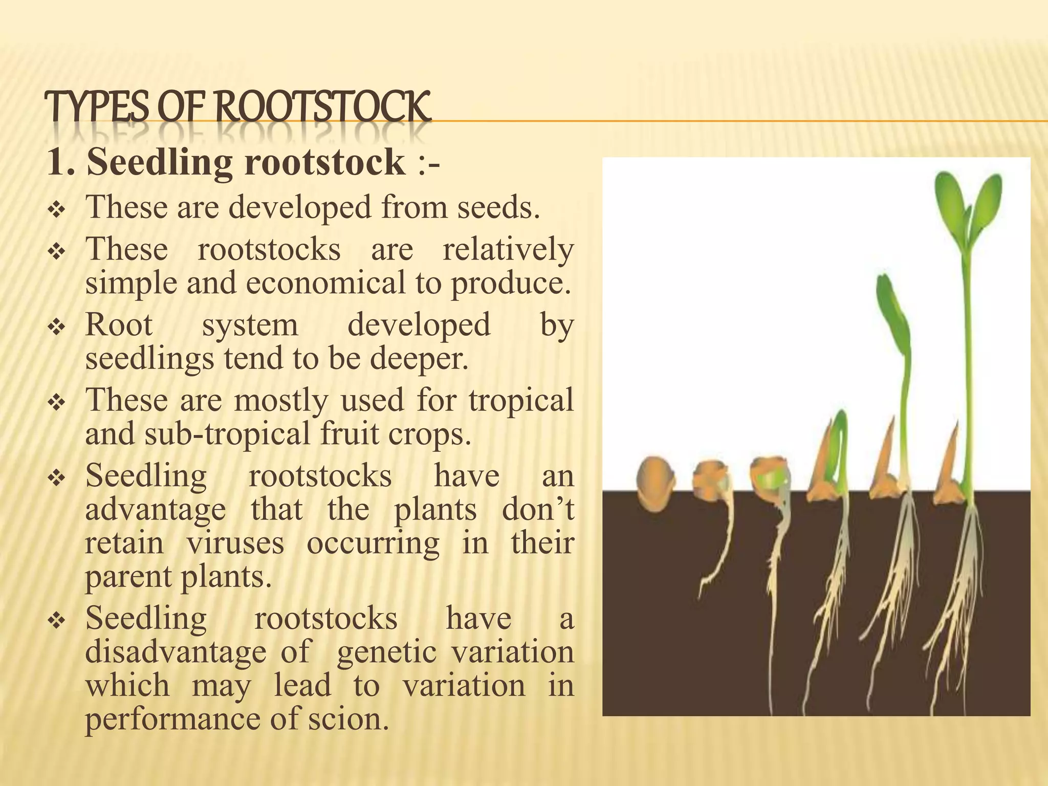 Role of rootstocks in horticultural crops | PPTX