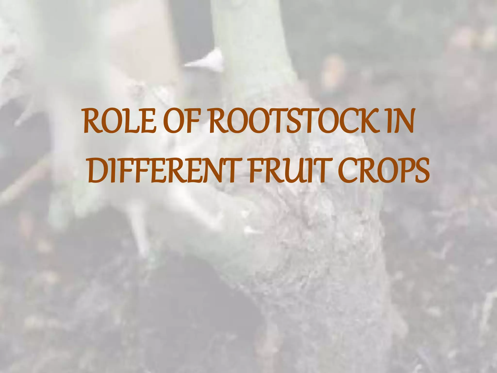 Role of rootstocks in horticultural crops | PPTX