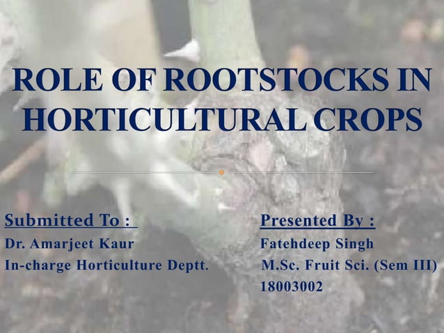 Role of rootstocks in horticultural crops | PPTX