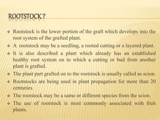 Role of rootstocks in horticultural crops | PPTX
