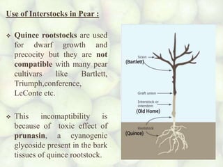 Role of rootstocks in horticultural crops | PPT