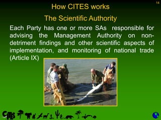 Role of the Scientific Authority | PPT