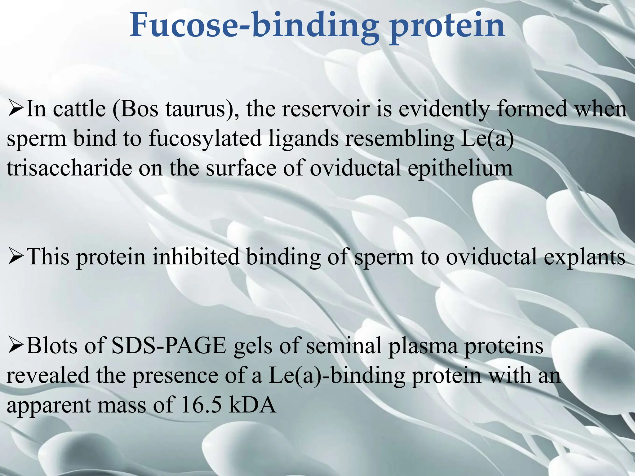 Role of Seminal plasma proteins in semen by J S Rajoriya.ppt