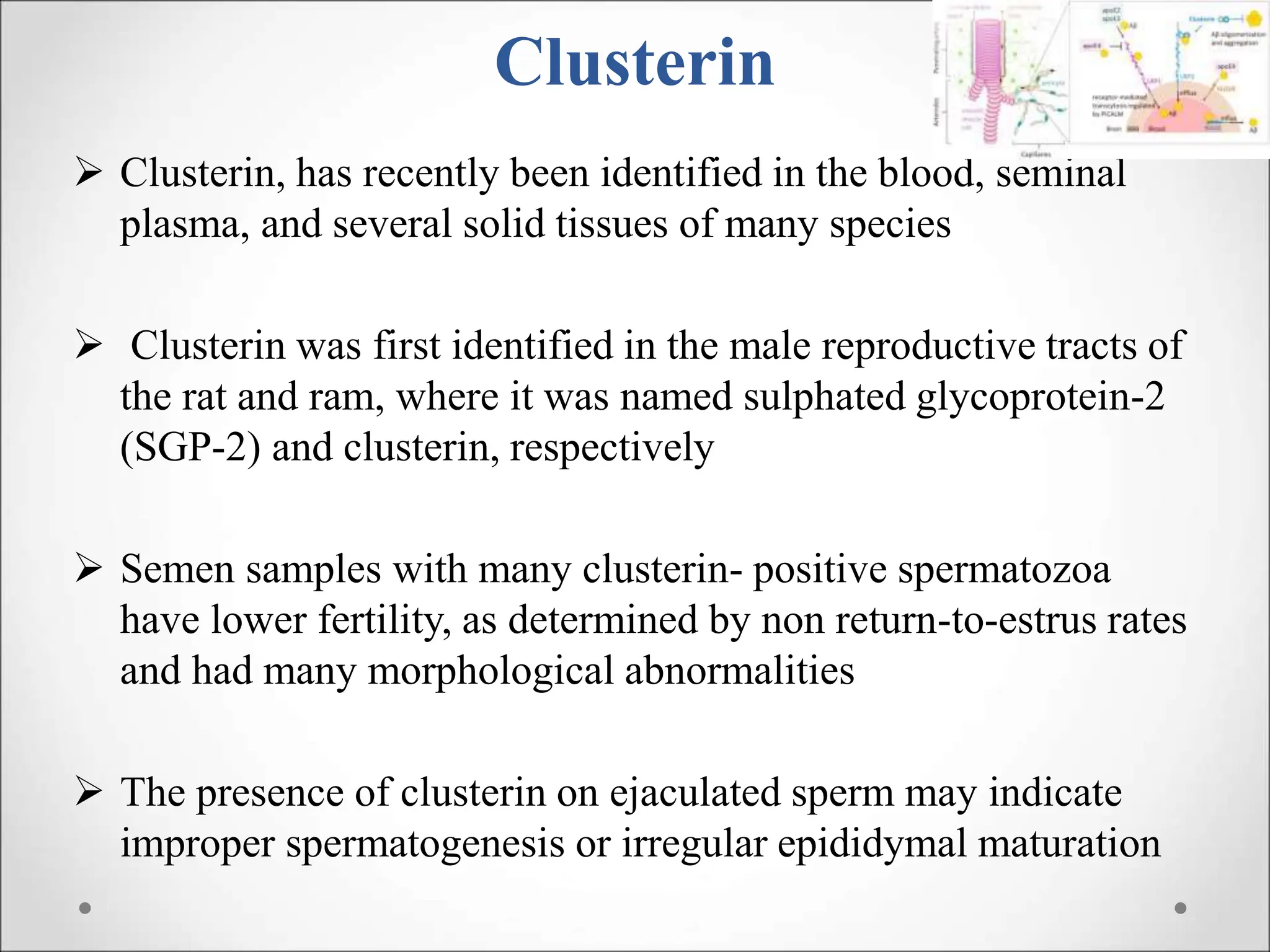 Role of Seminal plasma proteins in semen by J S Rajoriya.ppt
