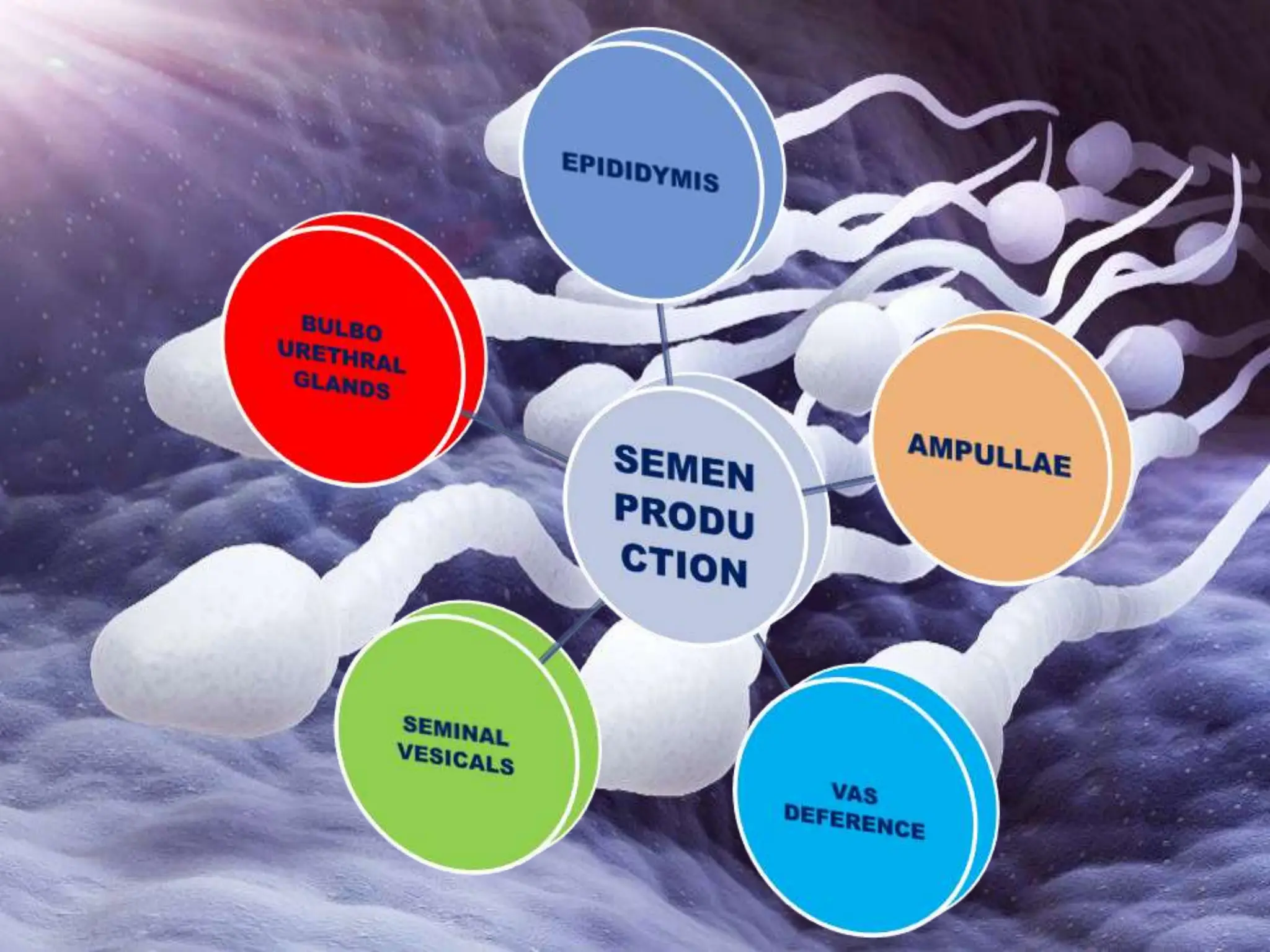 Role of Seminal plasma proteins in semen by J S Rajoriya.ppt