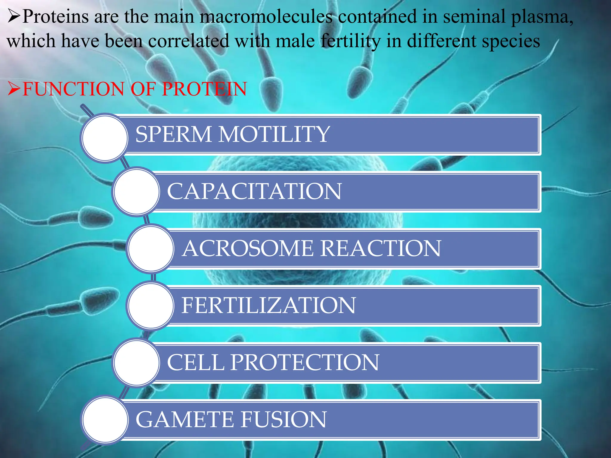Role of Seminal plasma proteins in semen by J S Rajoriya.ppt