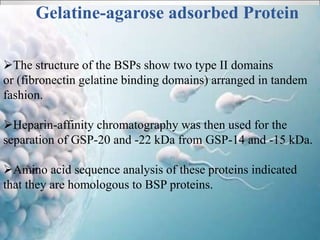 Role of Seminal plasma proteins in semen by J S Rajoriya.ppt