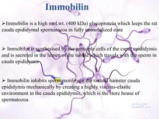 Role of Seminal plasma proteins in semen by J S Rajoriya.ppt