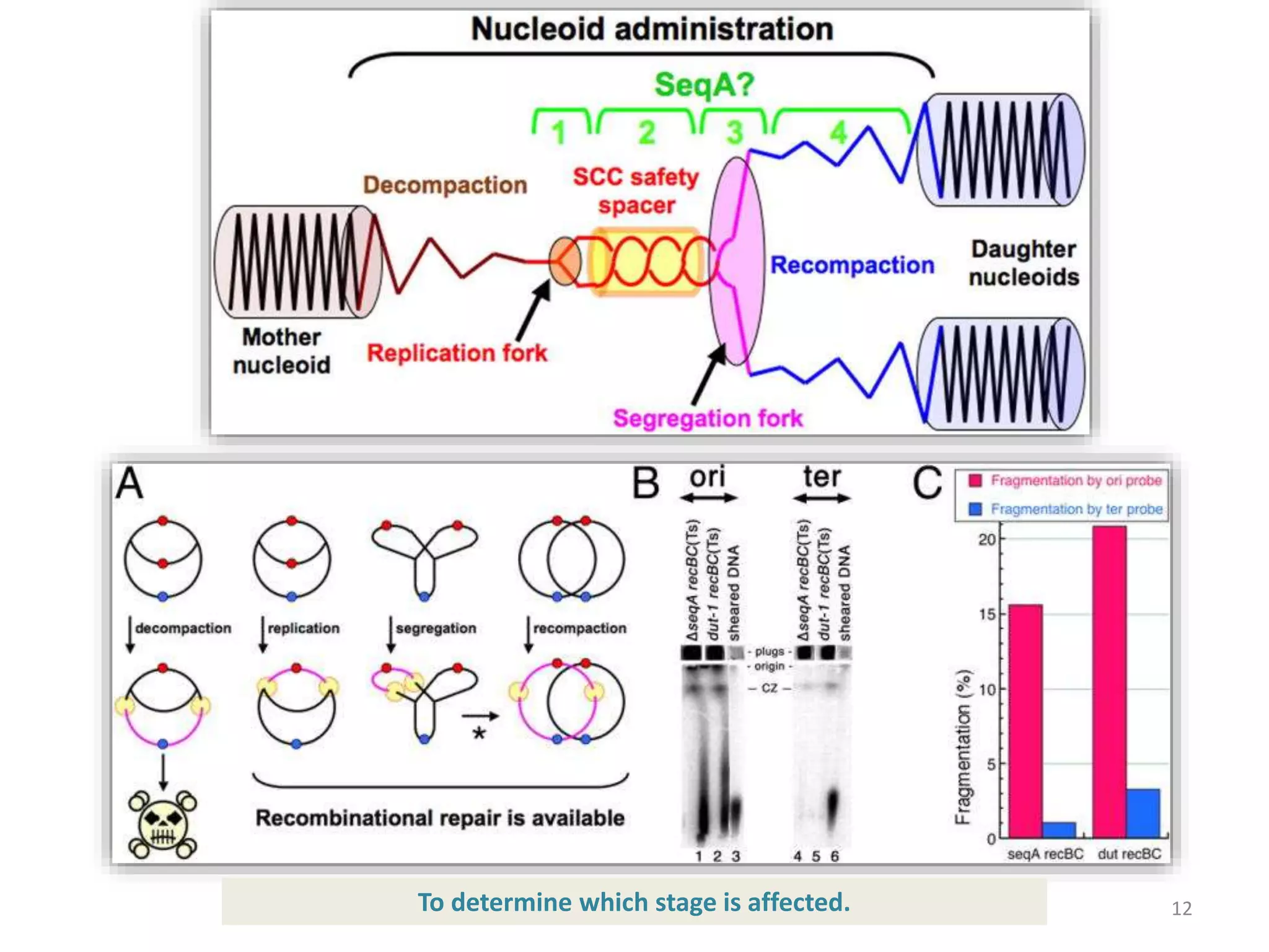 Role of SeqA in replication and chromosomal damage | PPT