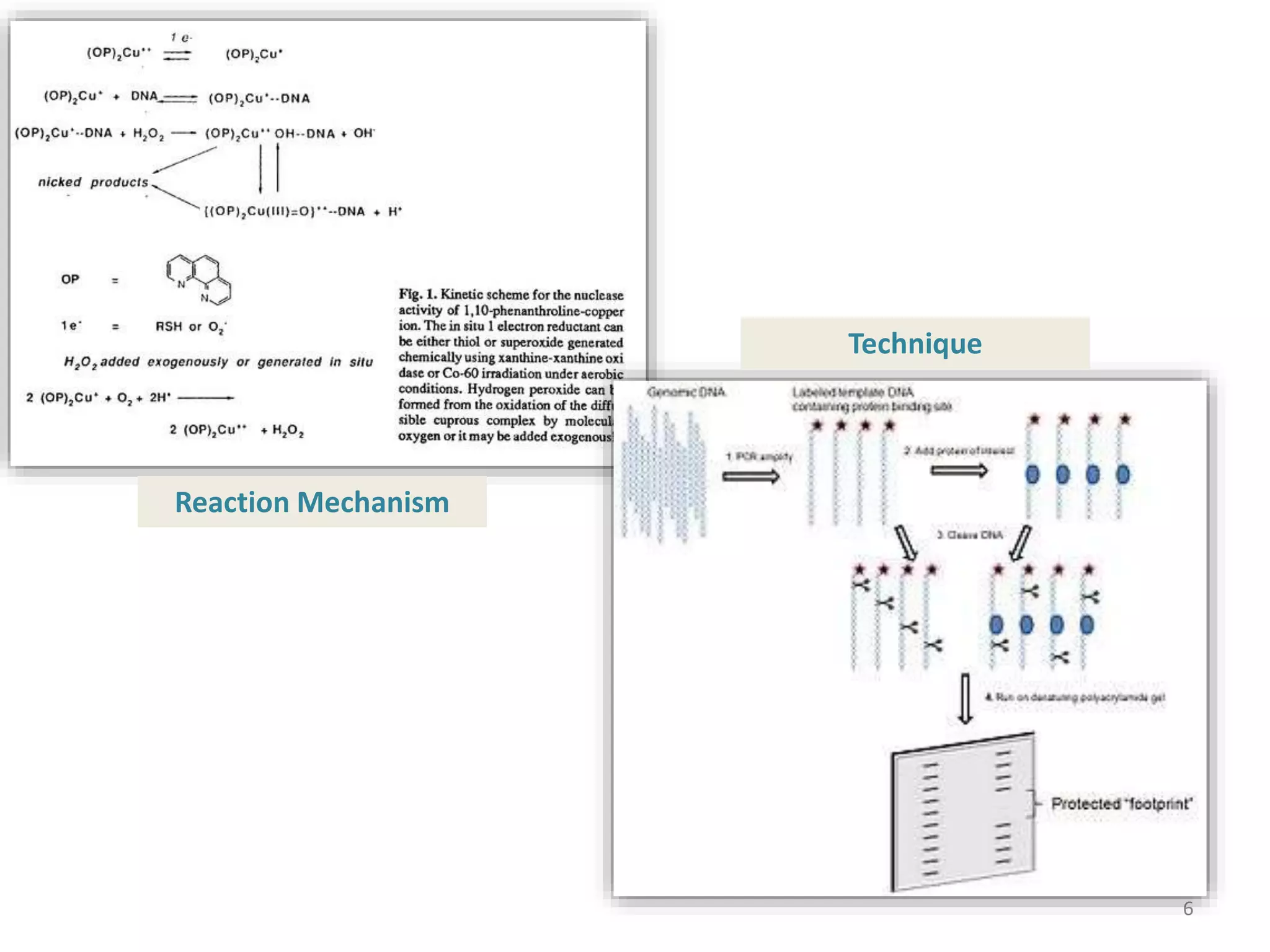 Role of SeqA in replication and chromosomal damage | PPT